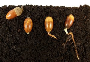 Oak Tree Life Cycle: Growth Stages - Seeds N' Flowers