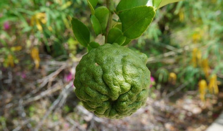 Types of Lime Trees: Uses and Where They Grow - Seeds N' Flowers