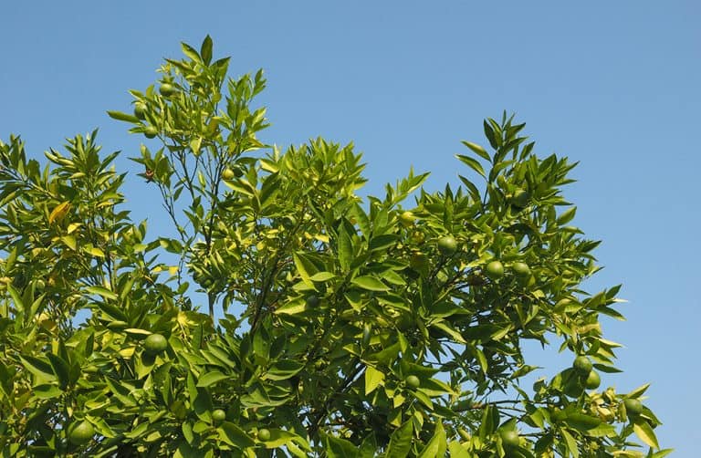 Types of Lime Trees: Uses and Where They Grow - Seeds N' Flowers
