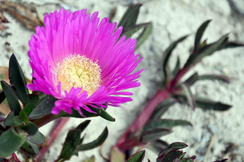 Plants that Grow in Sandy Soil: Conditions Explained - Seeds N' Flowers