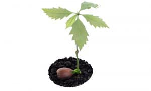 Oak Tree Life Cycle: Growth Stages - Seeds N' Flowers