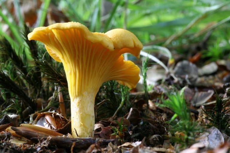 Do Mushrooms Have Roots? Mycelium Explained - Seeds N' Flowers
