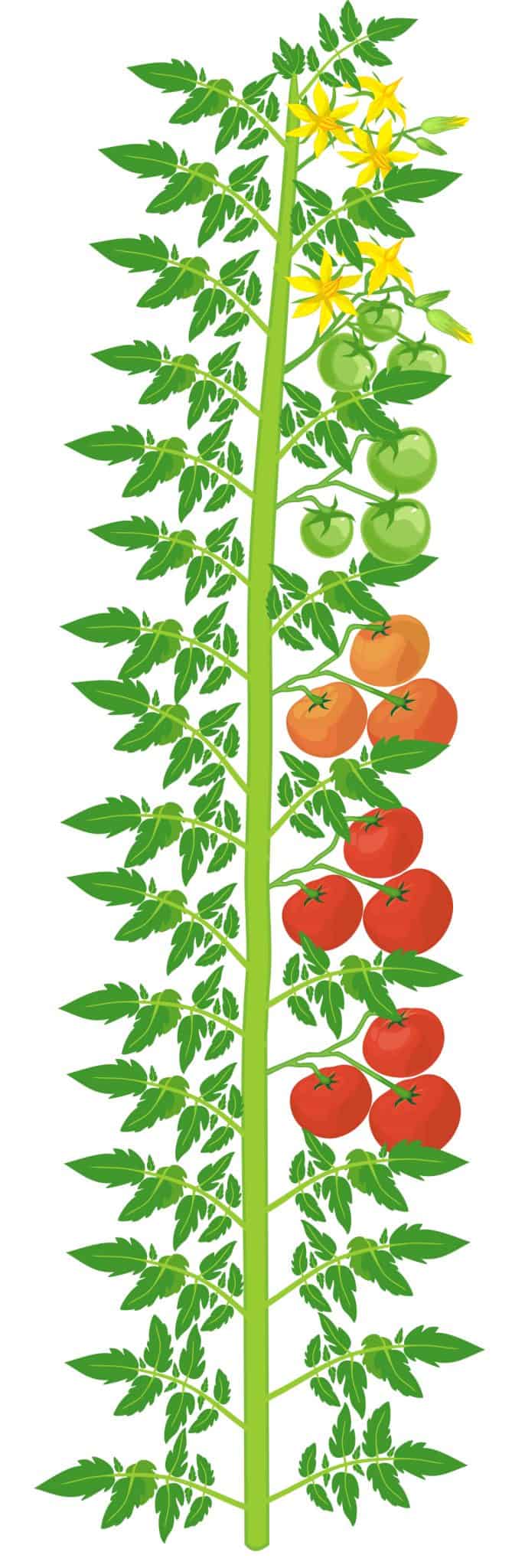 Indeterminate vs Determinate Tomatoes: The Differences Explained ...