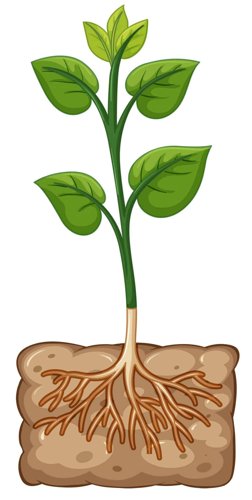 Sunflower Growth Stages: Process Explained - Seeds N' Flowers