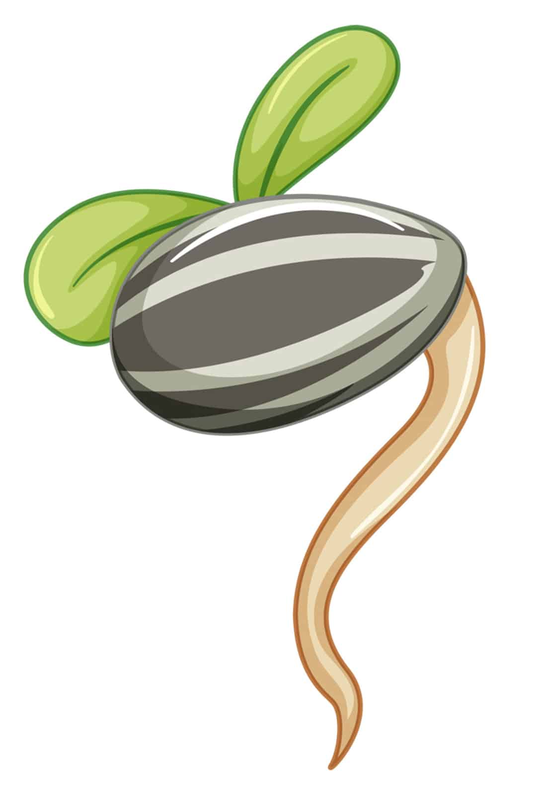 Sunflower Growth Stages: Process Explained - Seeds N' Flowers