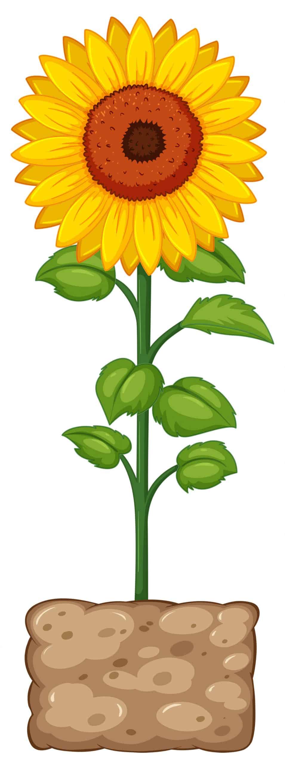 Sunflower Growth Stages: Process Explained - Seeds N' Flowers