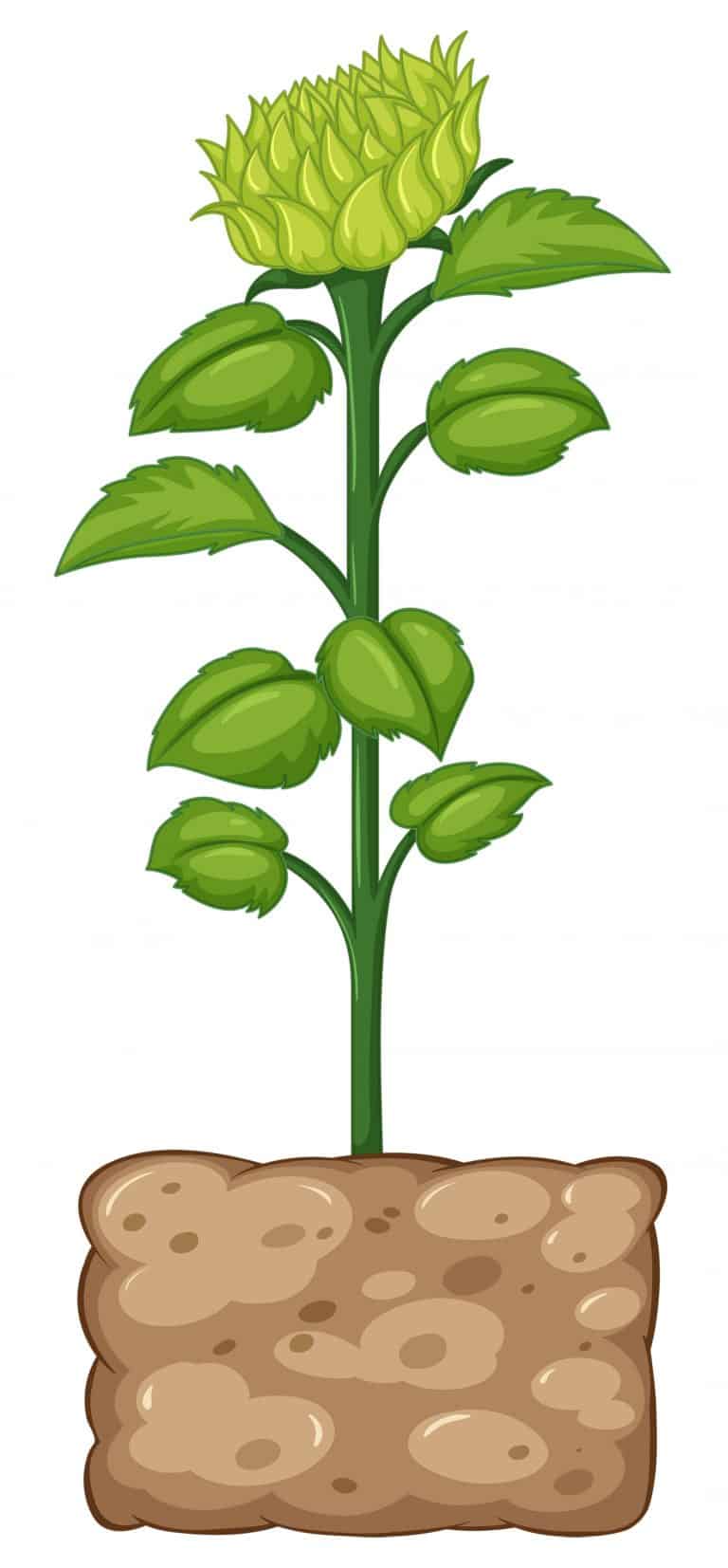 Sunflower Growth Stages: Process Explained - Seeds N' Flowers