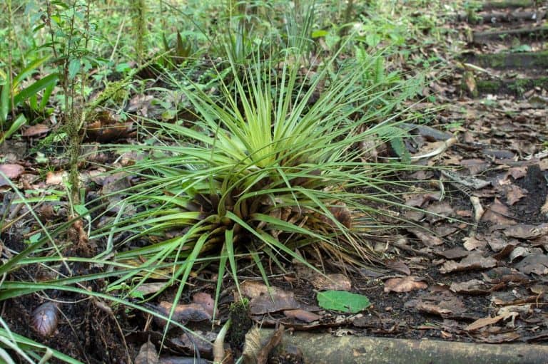 Air Plants in the Wild: Where are They Native to? - Seeds N' Flowers