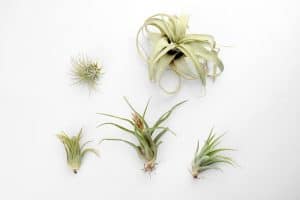 Types of Air Plants: Species Explained - Seeds N' Flowers