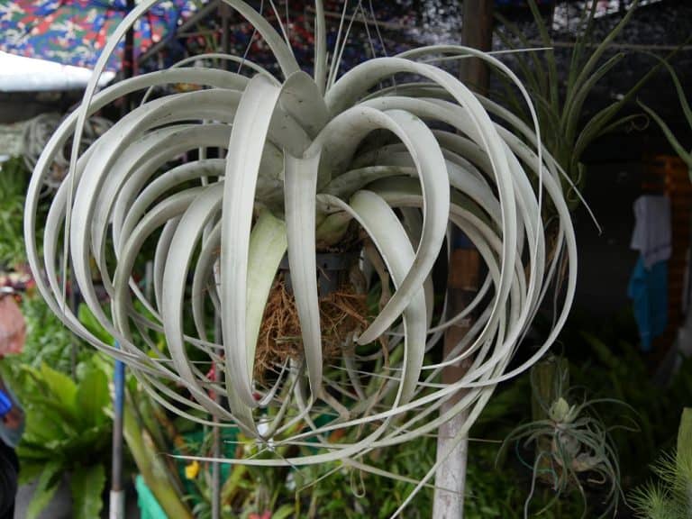 Types of Air Plants: Species Explained - Seeds N' Flowers