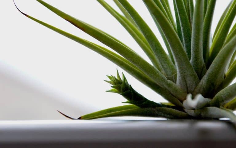 How do Air Plants Grow: Growth Cycle Explained - Seeds N' Flowers